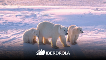 Especies endémicas qué son y como conservarlas - Iberdrola