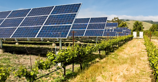Agrovoltaics | Solar energy and agriculture - Iberdrola