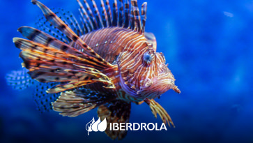 Especies Exóticas Invasoras: qué son y cómo afectan - Iberdrola - Iberdrola