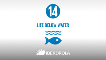 SDG 14: Life below water - Iberdrola