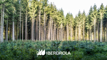Reforestation: What it is, Types and Success Stories - Iberdrola