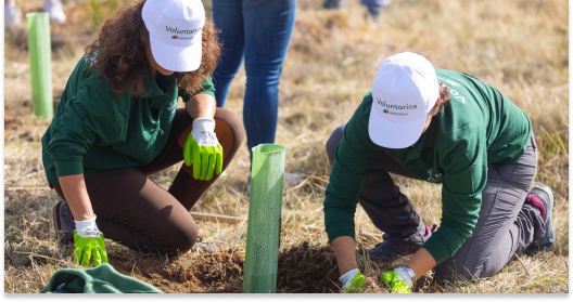 Iberdrola has planted over 3 million trees and will reach 5 by the end ...